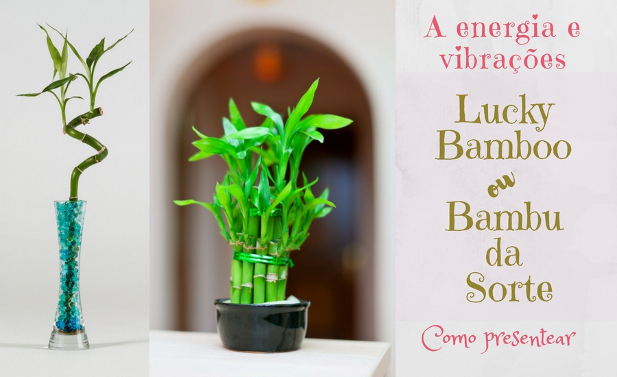Bambu da sorte , Lucky bamboo
